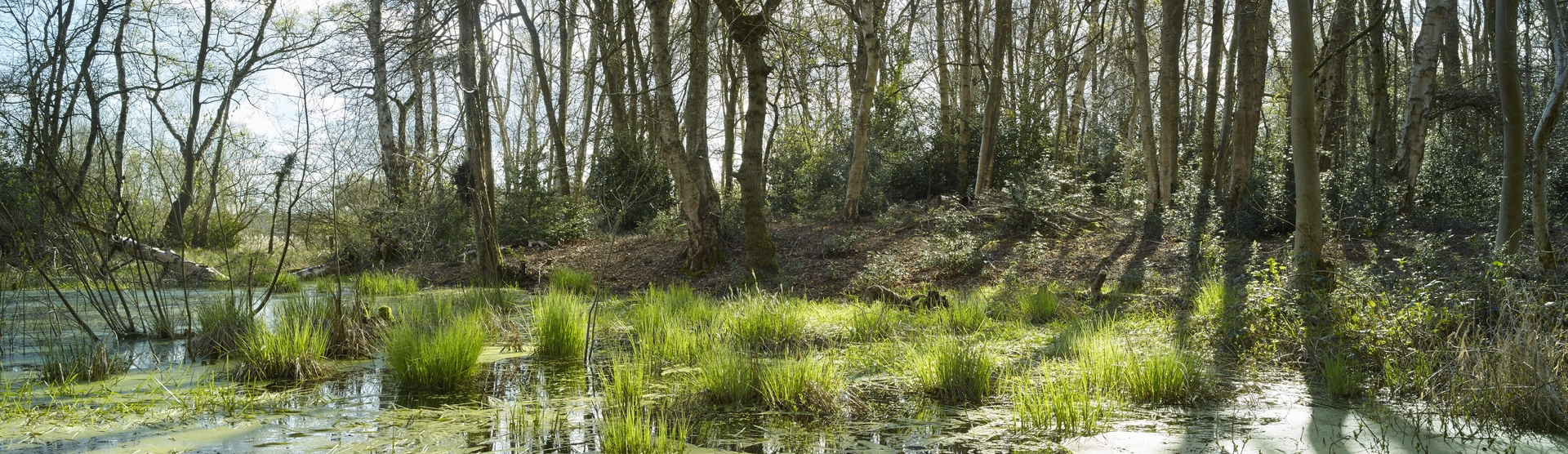 Thompson Common - Countryside Walks